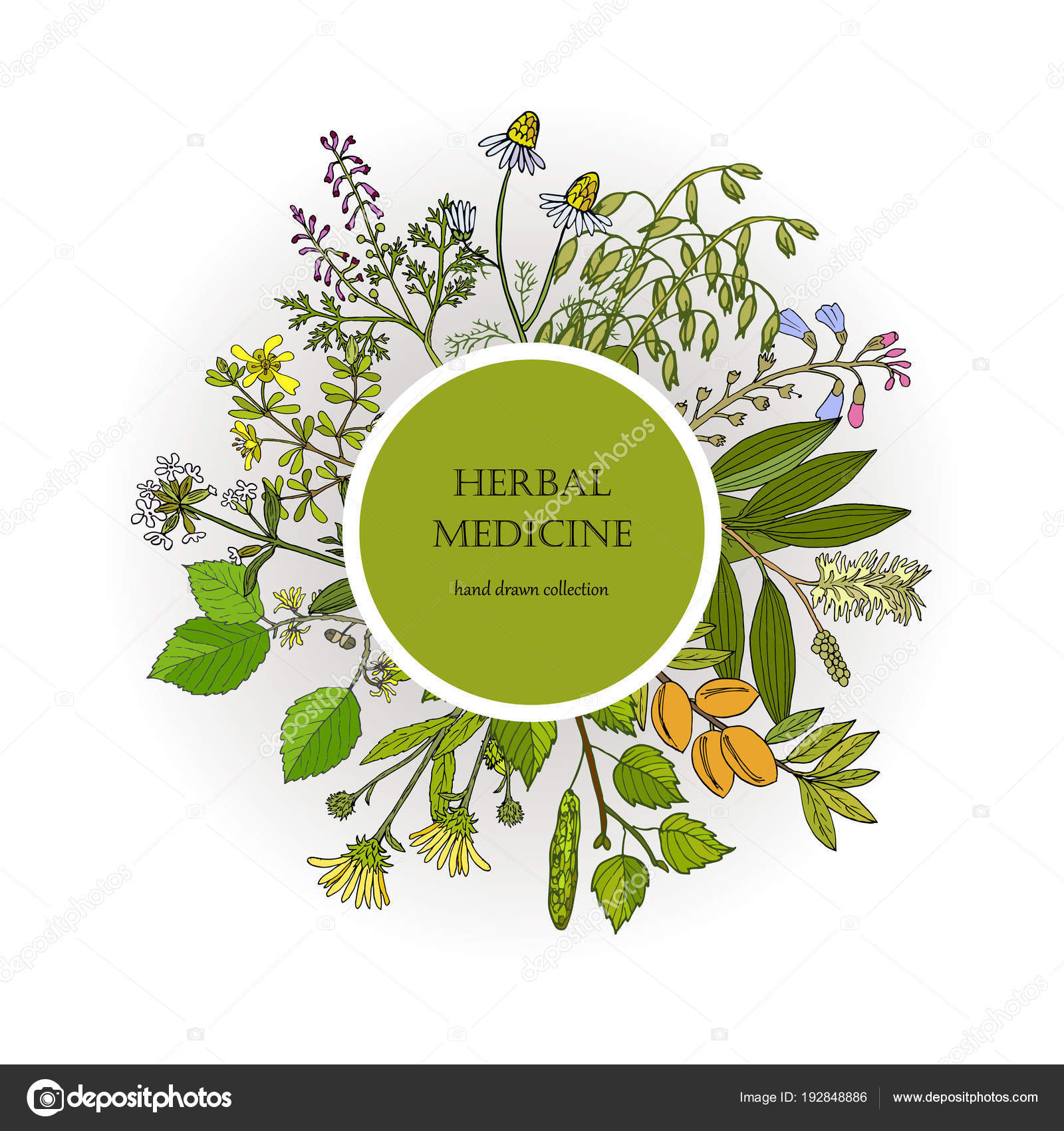 Colección de plantas medicinales diferentes vector, gráfico vectorial ...