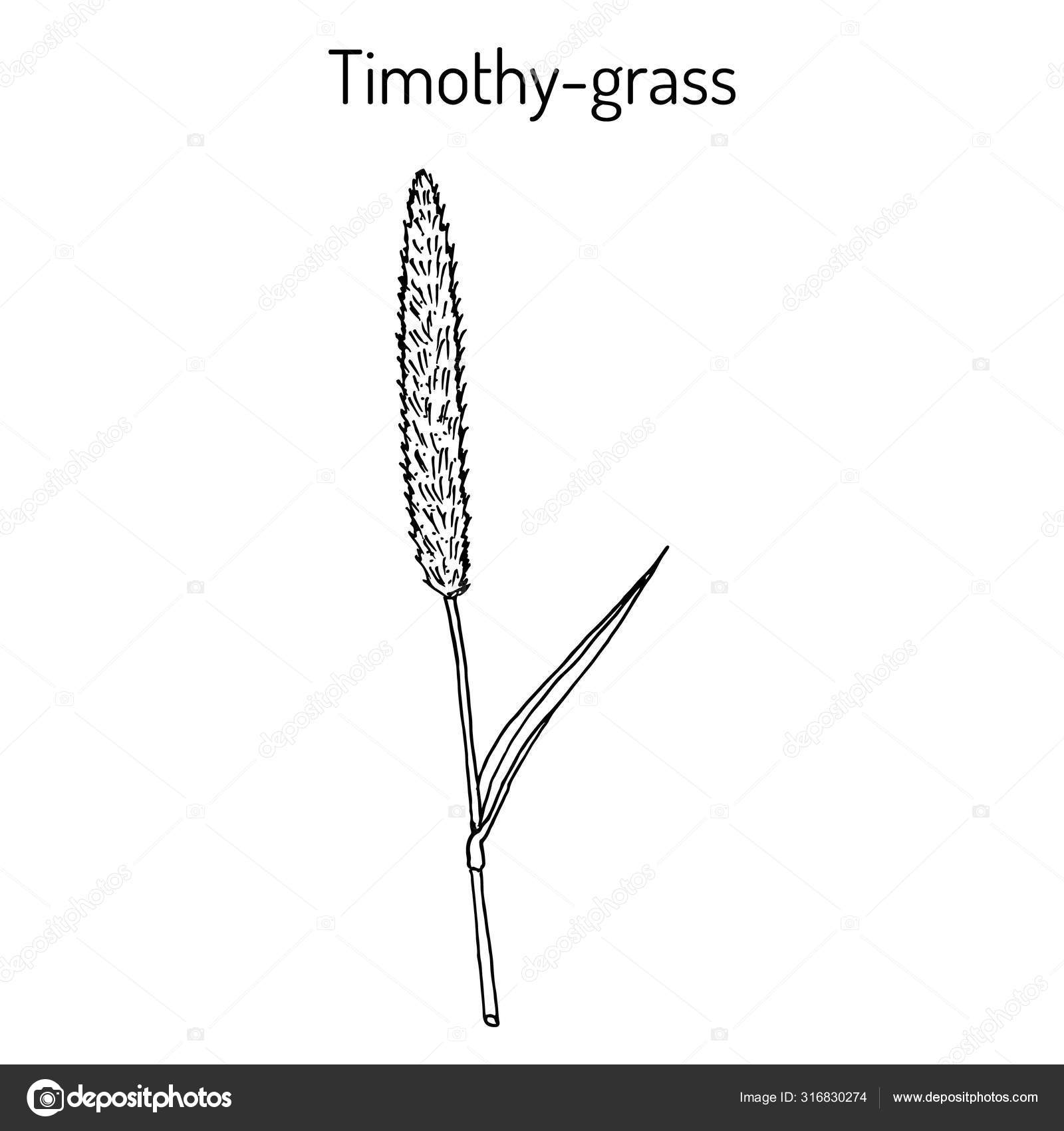 Timothy-grass Phleum pratense , or meadow cats tail, medicinal plant ...