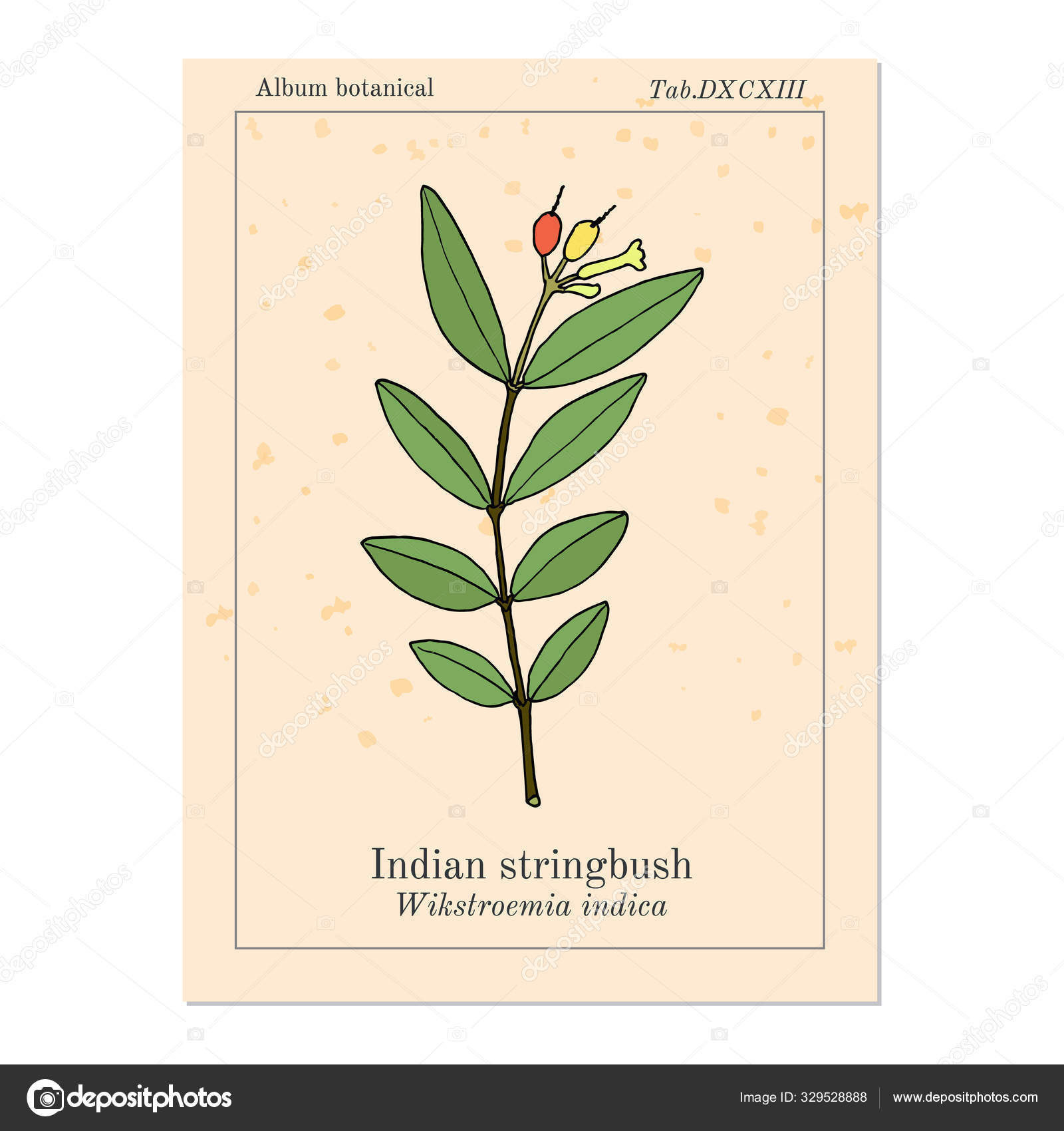 Arbusto indio Wikstroemia indica, o arbusto de corbata, salago de hojas ...