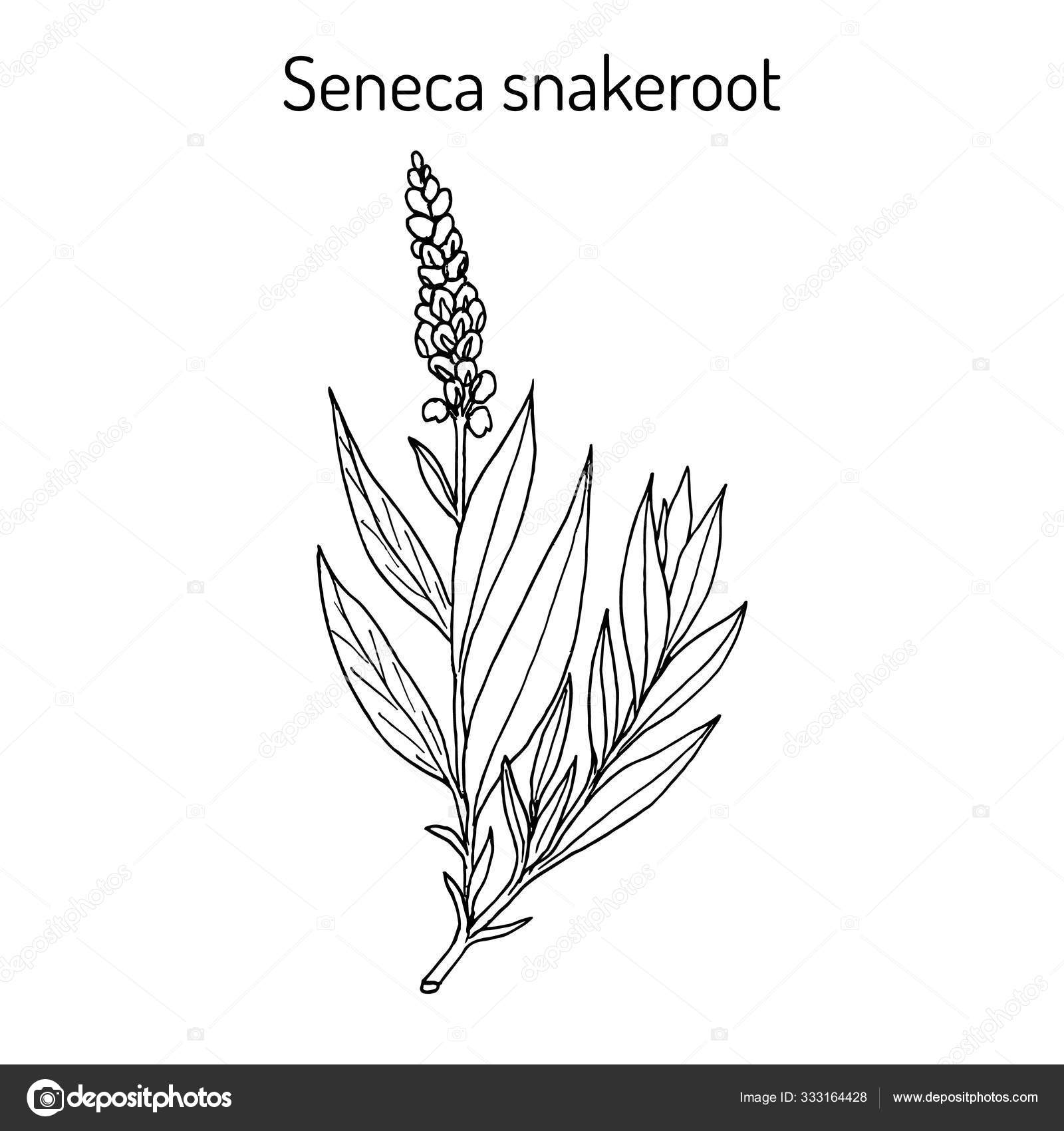 Seneca snakeroot Polygala senega , medicinal plant Stock Vector Image ...
