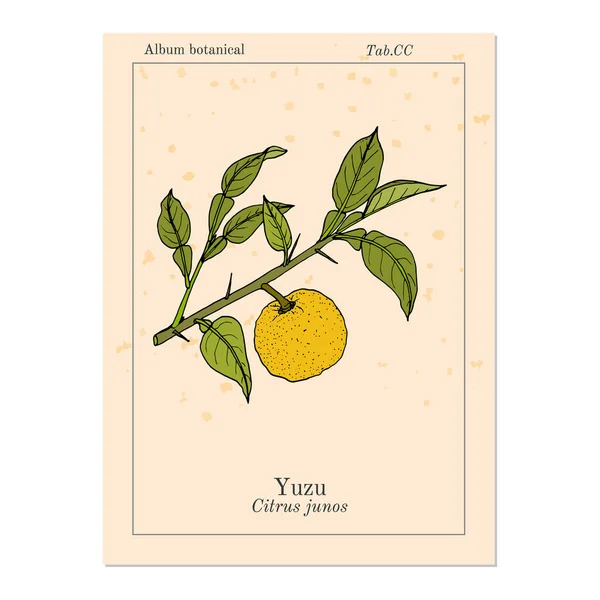 21 Junos Vector Images - Free & Royalty-free Junos Vectors | Depositphotos®