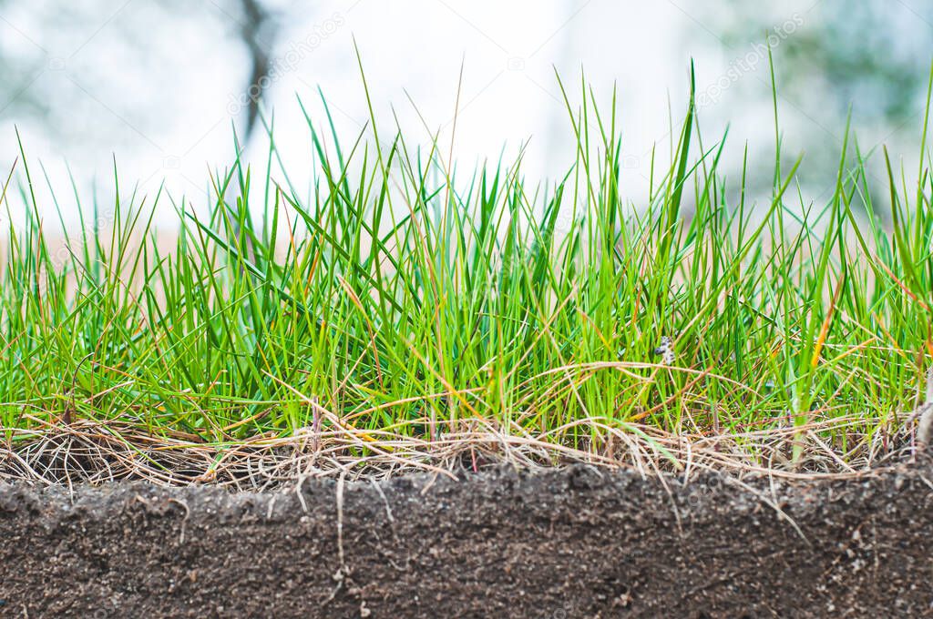 Foto del césped bajo el nivel del suelo. Crecimiento de la hierba del ...