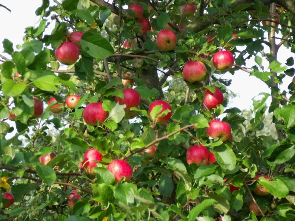Manzanas árbol fotos de stock, imágenes de Manzanas árbol sin royalties ...