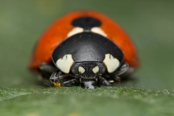 Fertilizer beetles Stock Photos, Royalty Free Fertilizer beetles Images ...