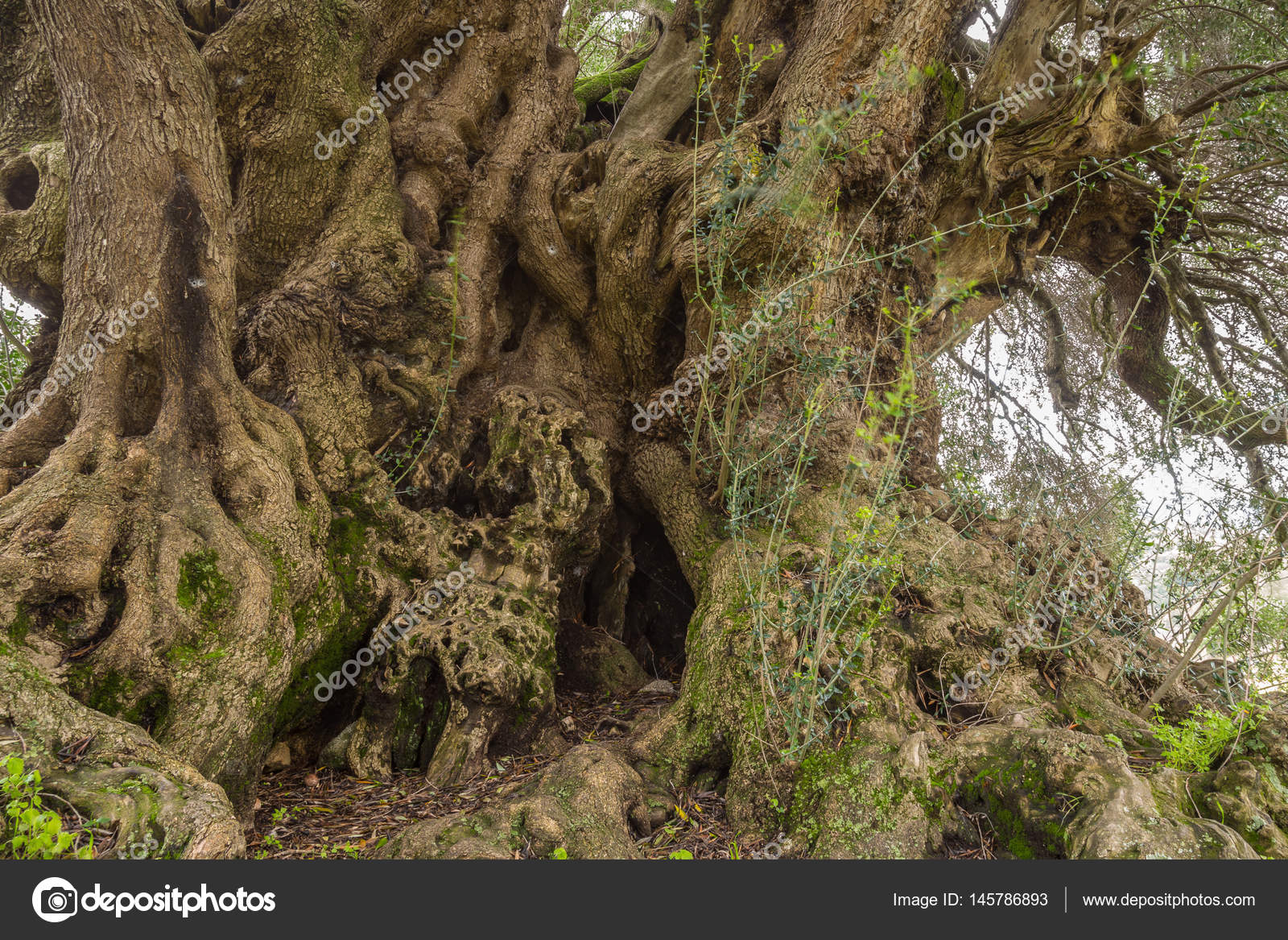 Millenary olive tree — Stock Photo © Macrolife #145786893