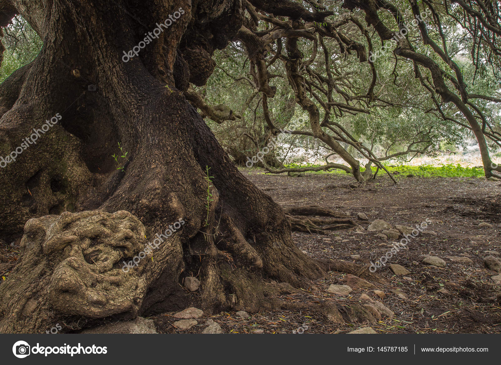 Millenary olive tree — Stock Photo © Macrolife #145787185