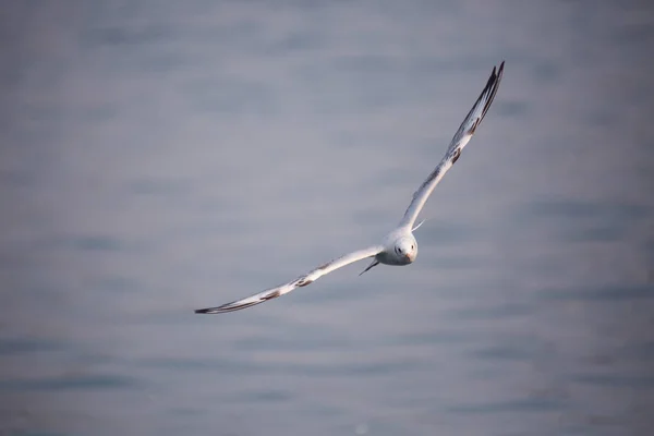 Flying leap Stock Photos, Royalty Free Flying leap Images | Depositphotos