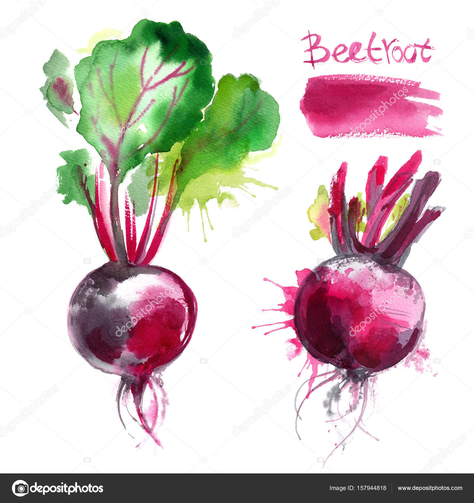 Beetroot Drawing