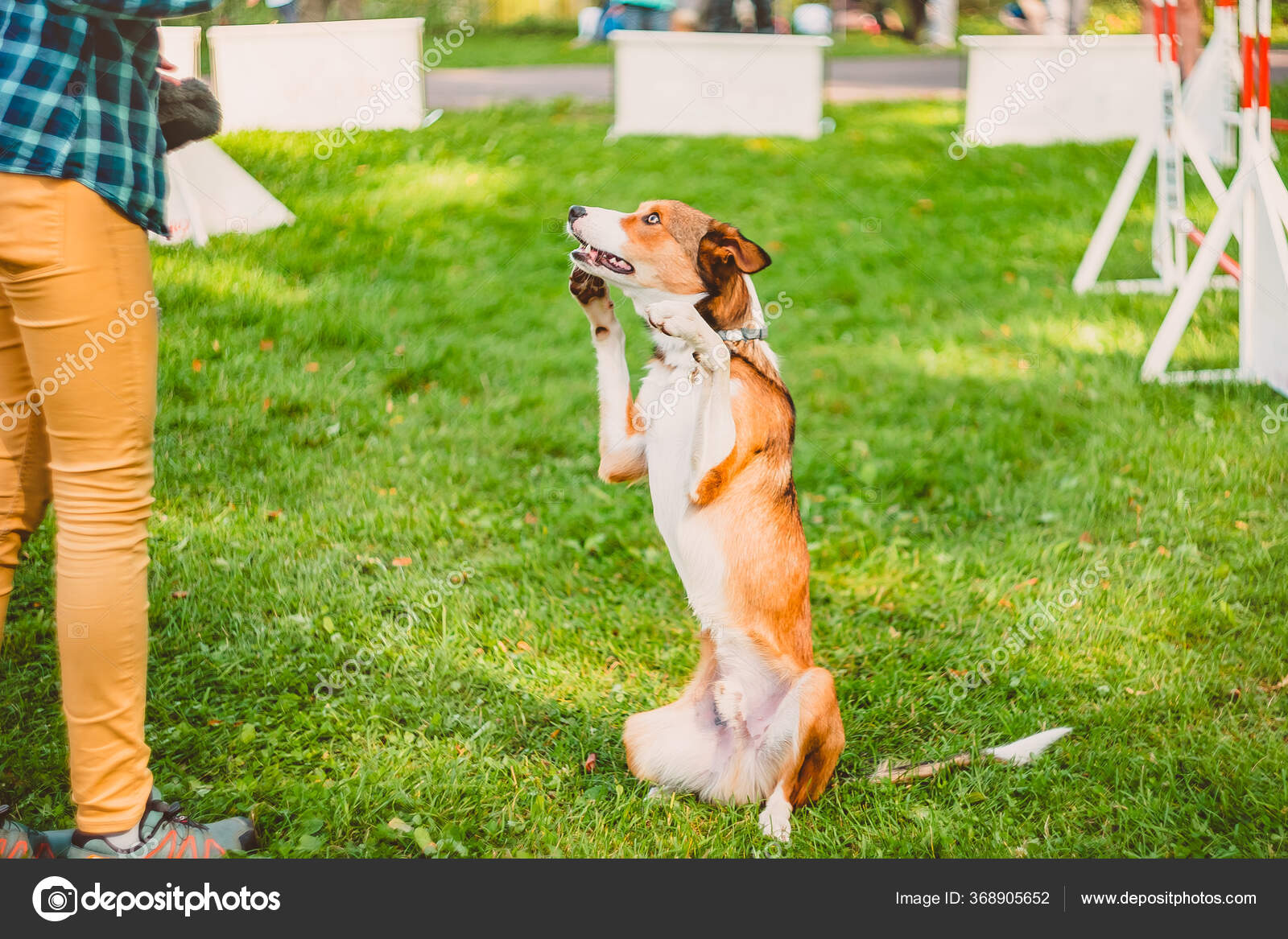 Dog Does Circus Trick Sits Its Hind Legs Rabbit Stand — Stock Photo ...