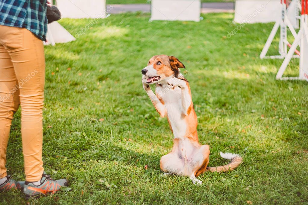 Un perro hace un truco en una competición bailando con sus patas ...