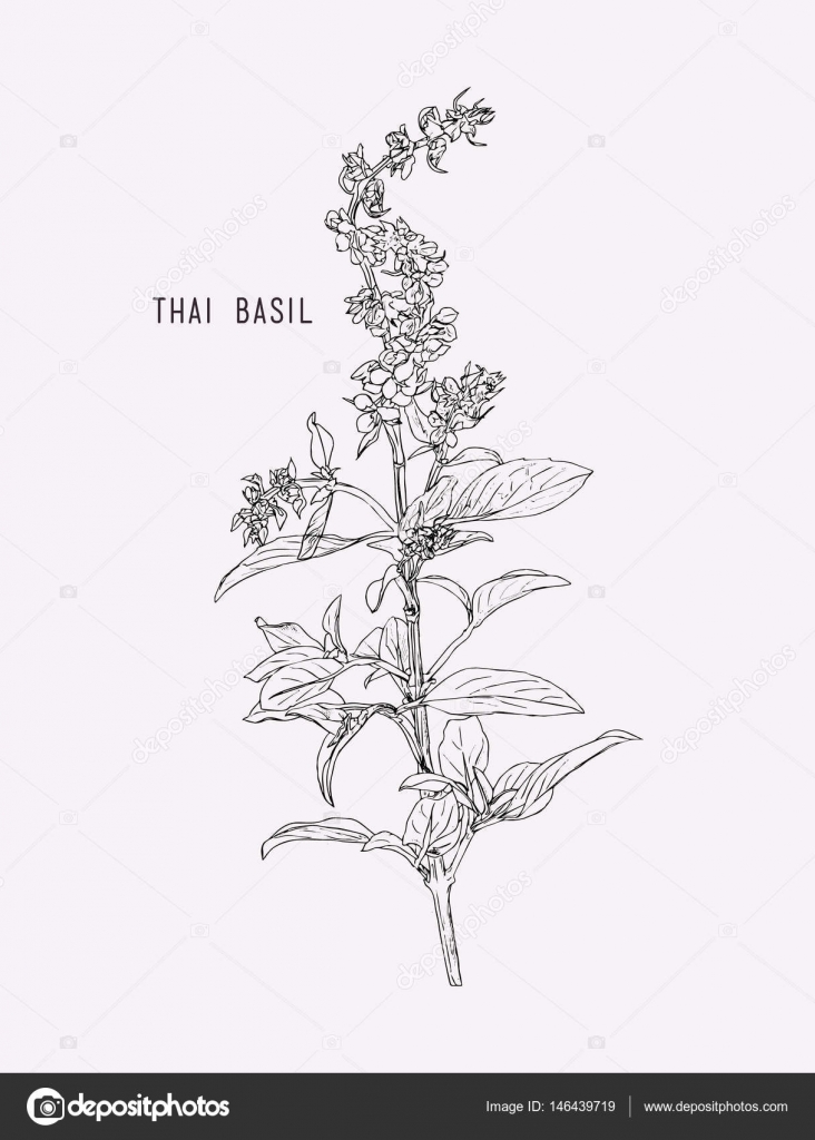 Basil Flower Drawing