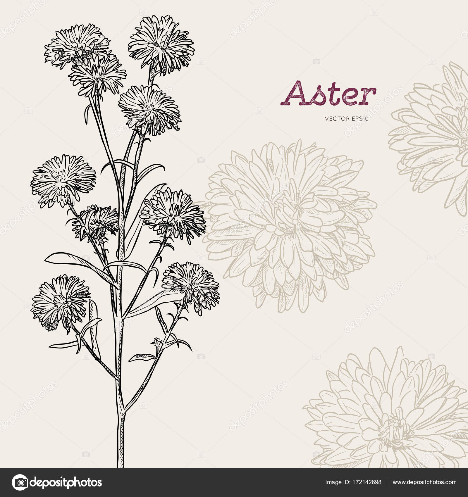 Aster Flower Sketch