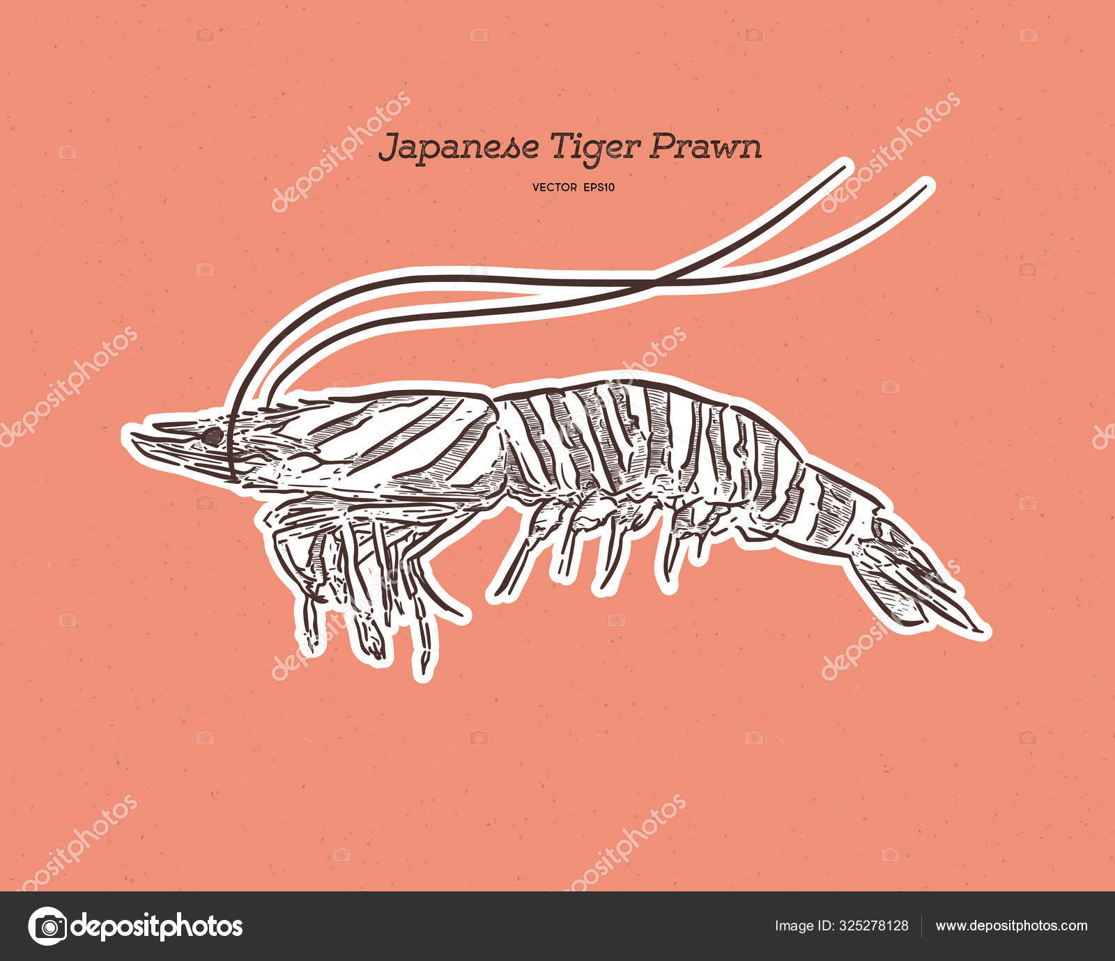 Japanese tiger prawn, hand draw sketch vector. 스톡 벡터 - ©kirpmun@hotmail ...