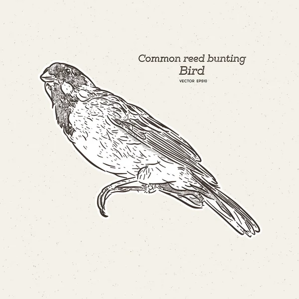 Reed bunting comum Vector Art Stock Images | Depositphotos