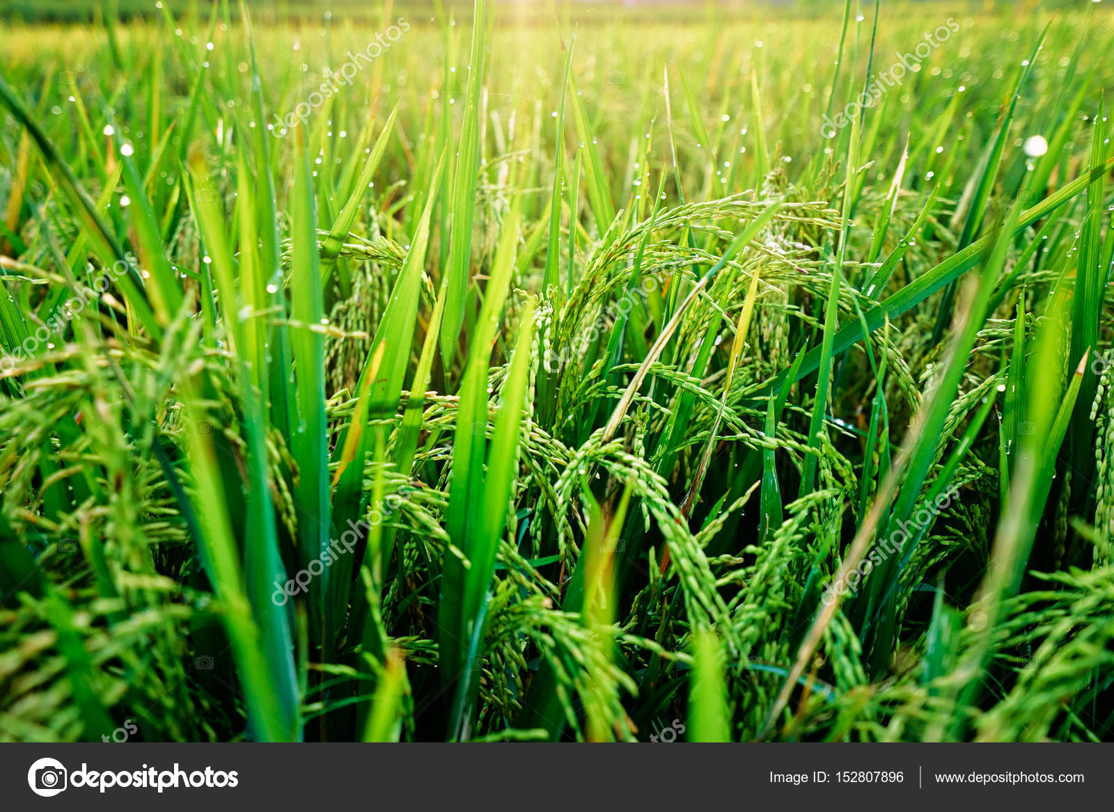 Green rice grains — Stock Photo © luengo_ua #152807896