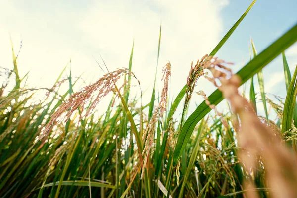 Green rice grains — Stock Photo © luengo_ua #152807896