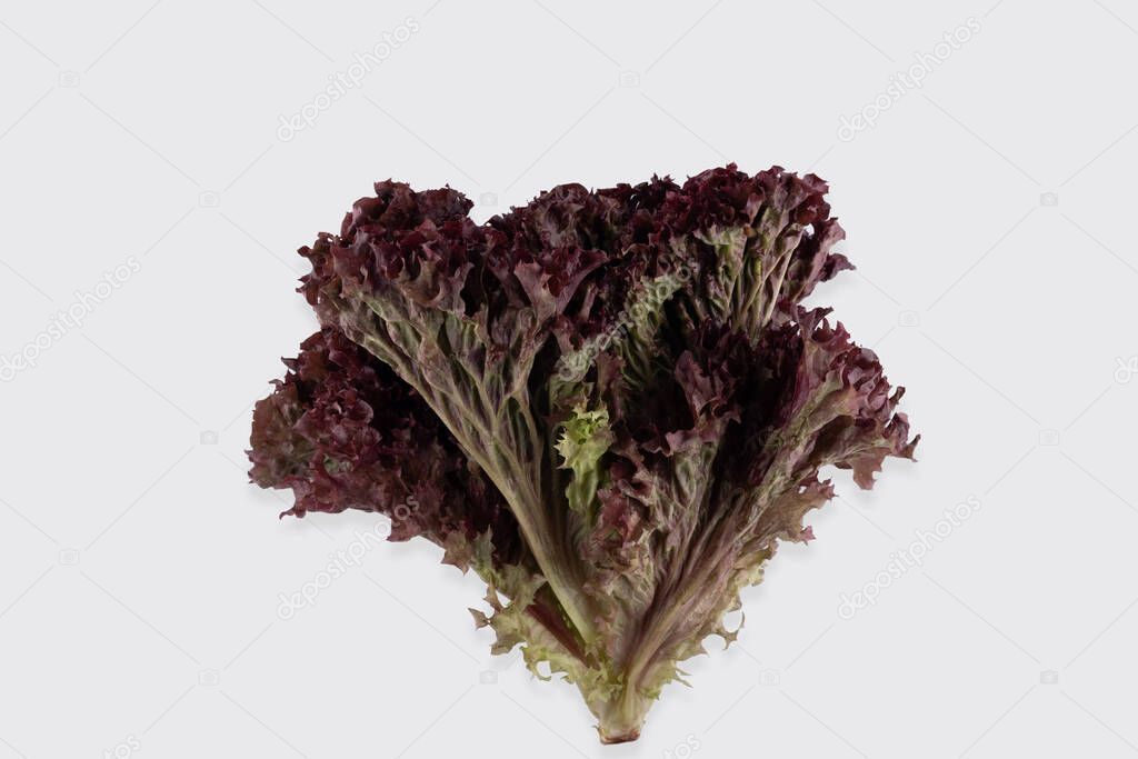racimo de lechuga fresca de lollo rosso sobre un fondo blanco de cerca 2023