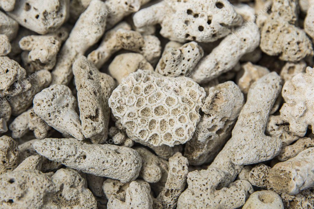 Interesting texture from a closeup of coral rock — Stock Photo ...