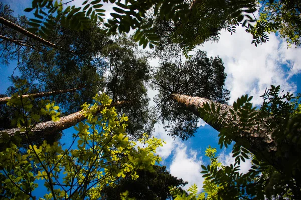 Fotos de Copa arvores, Imagens de Copa arvores sem royalties ...