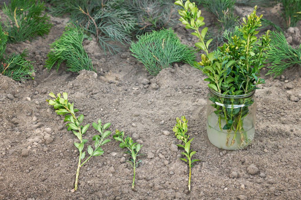 Plantando. Buxus (Boxwood) Buxus - arbusto sempervirens. Cultivo de boj ...