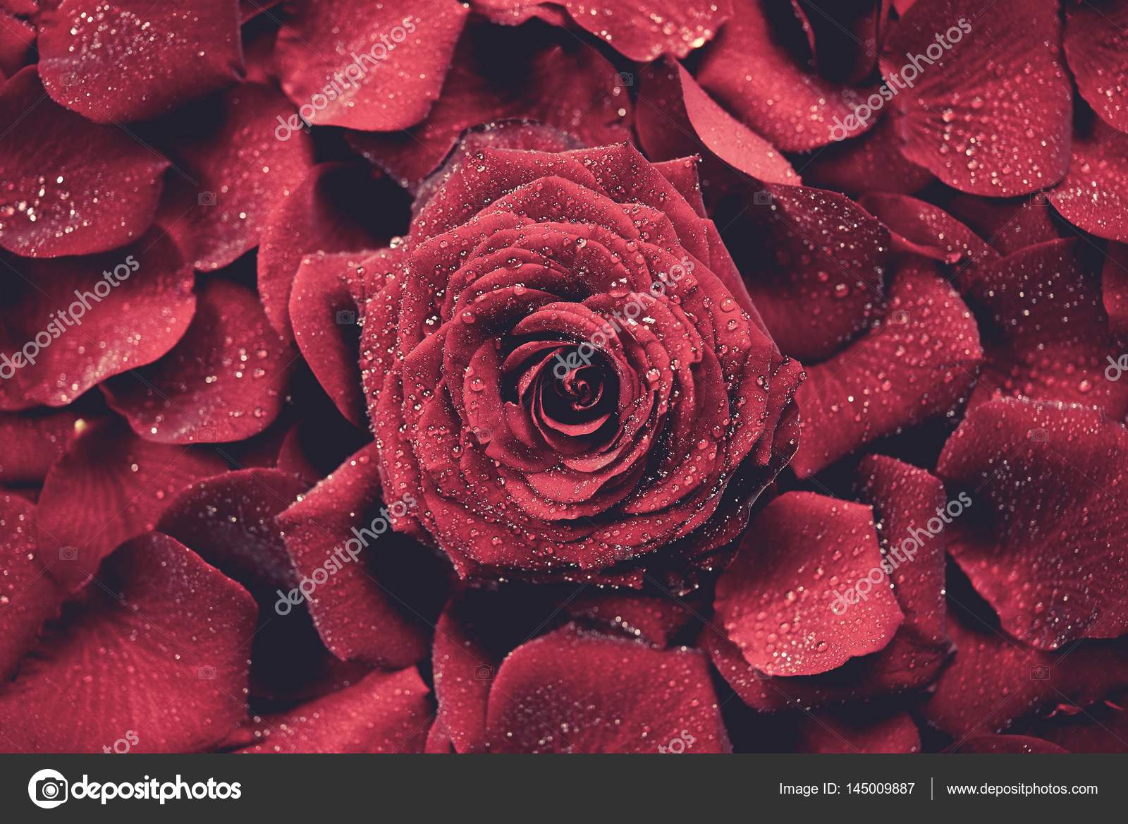 Red Roses Background — Stock Photo © welcomia #145009887