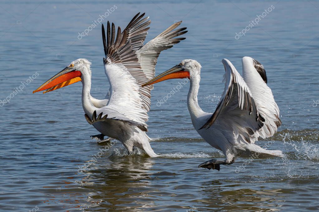 Pel cano rizado d lmata (Pelecanus crispus) el ave de agua dulce m s grande del mundo 2024