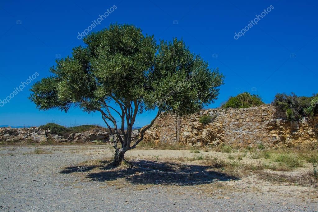 Single olive tree on the Costa