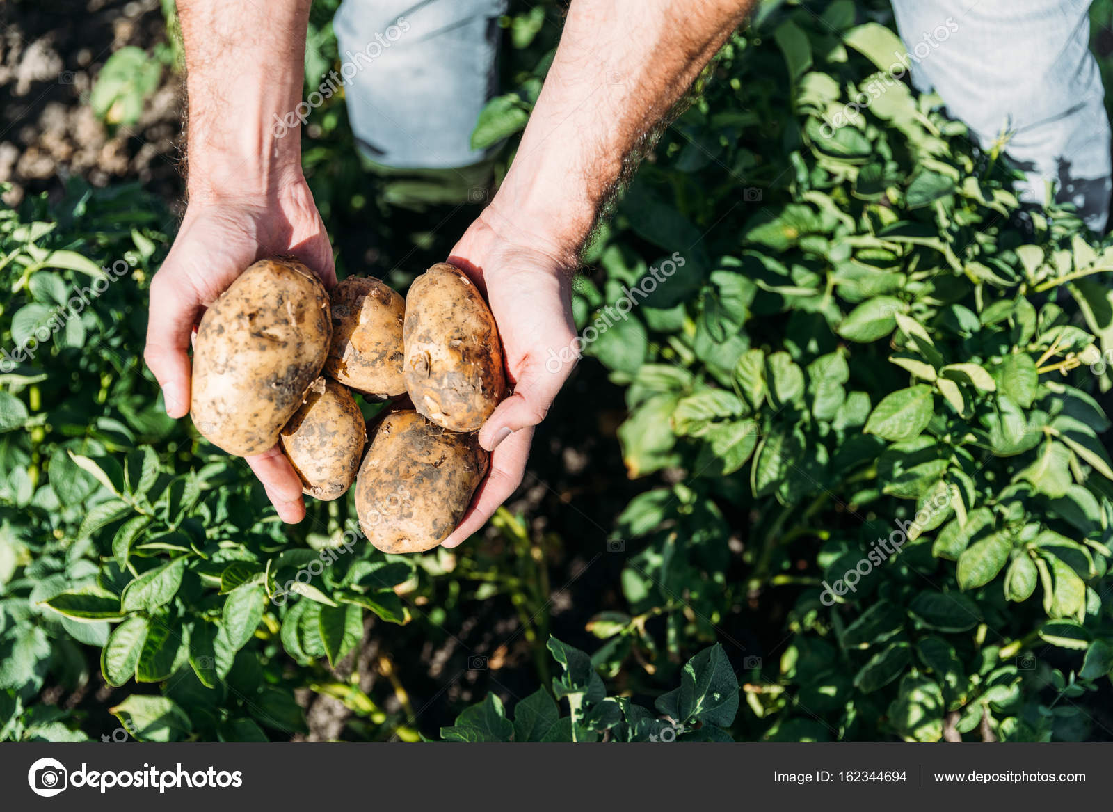Farmer holding potatoes in field — Stock Photo © SashaKhalabuzar #162344694