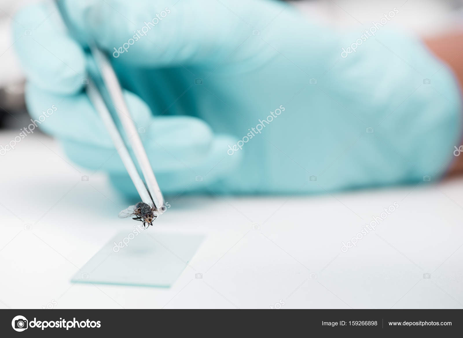 Experiment with fly in laboratory — Stock Photo © AlexLipa #159266898