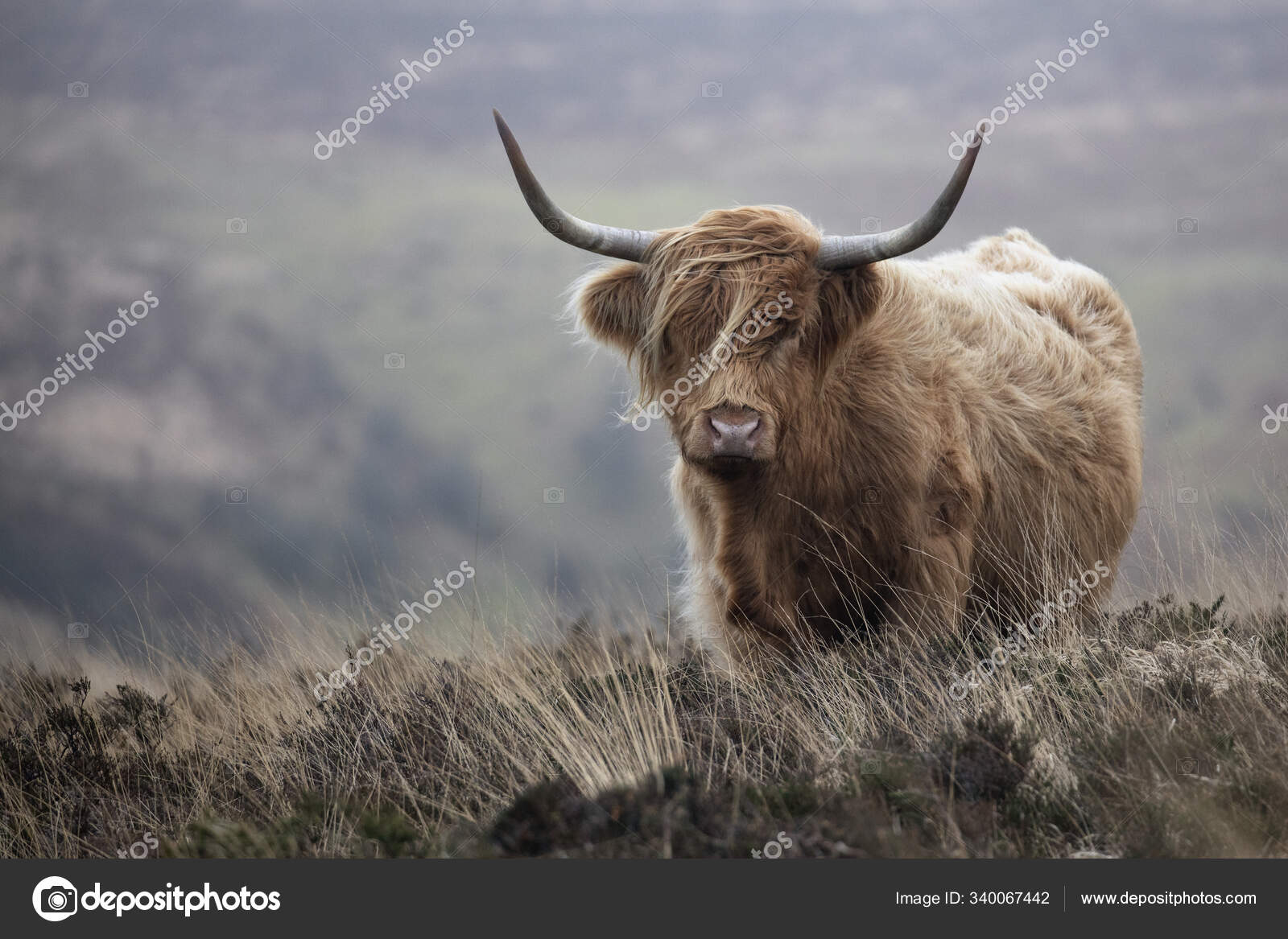 Highland Cattle Cow Moorland Exmoor Somerset — Stock Photo © paul ...