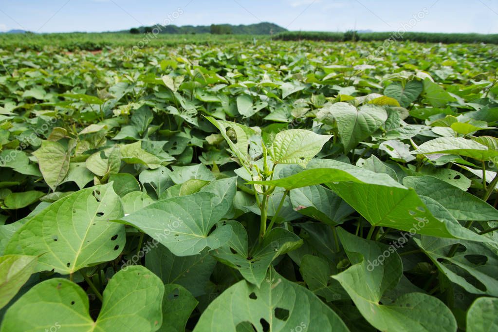Sweet potato field — Stock Photo © nitsuki #147030827 Sweet potato field — Stock Photo © nitsuki #147030827