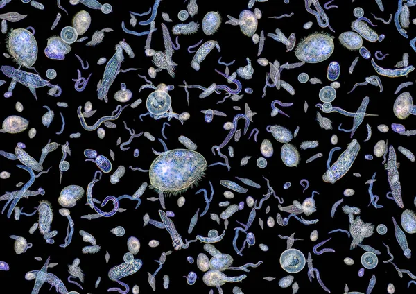 Microorganisms Stock Photos, Royalty Free Microorganisms Images ...