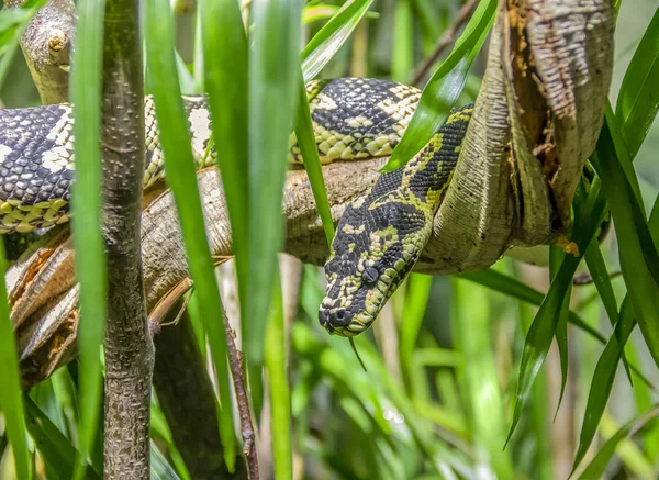 Python hunters Stock Photos, Royalty Free Python hunters Images ...