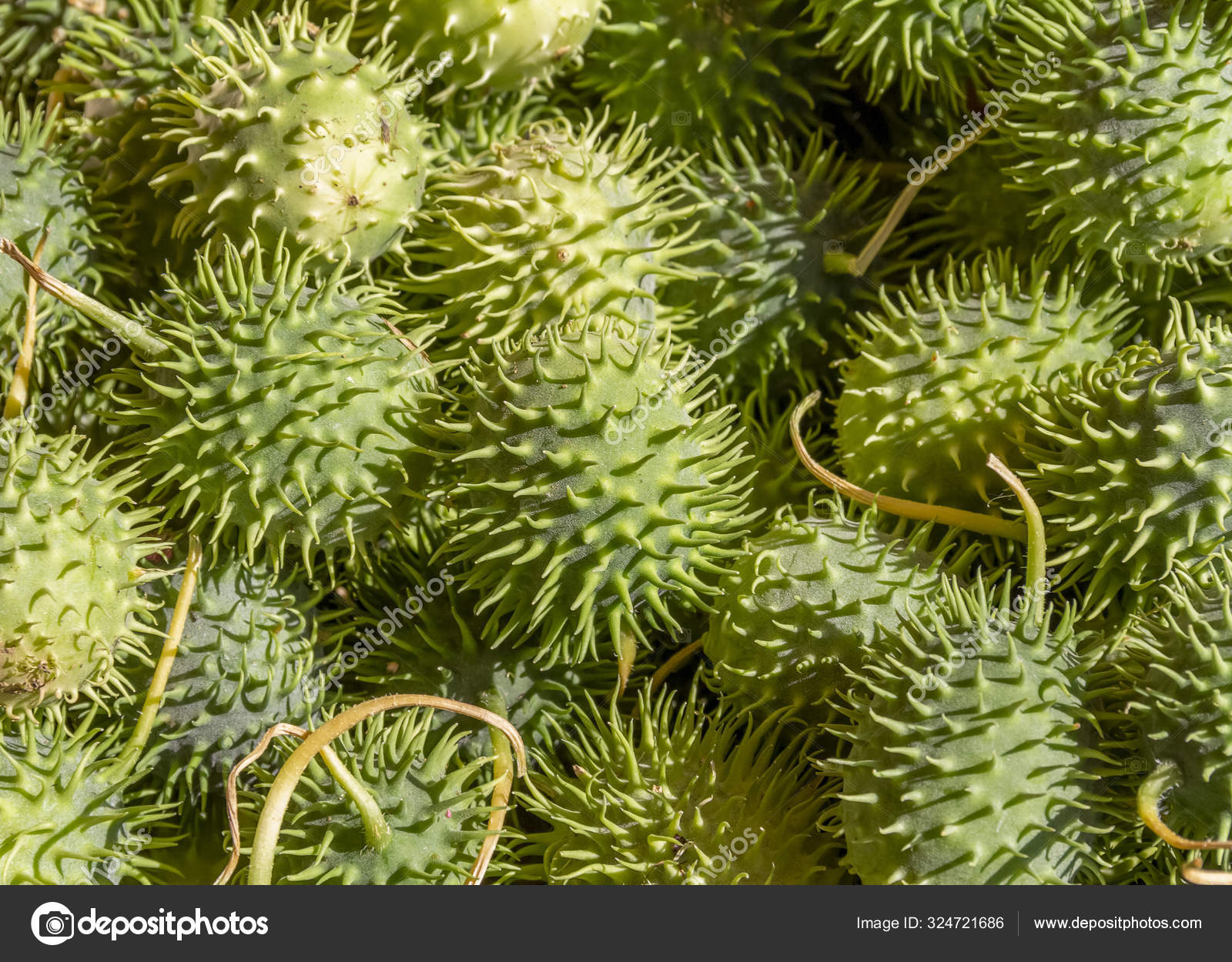Green Spiky Vegetable