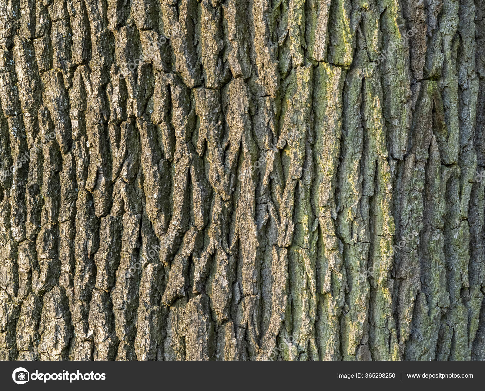 Full Frame Abstract Bark Closeup — Stock Photo © prill #365298250