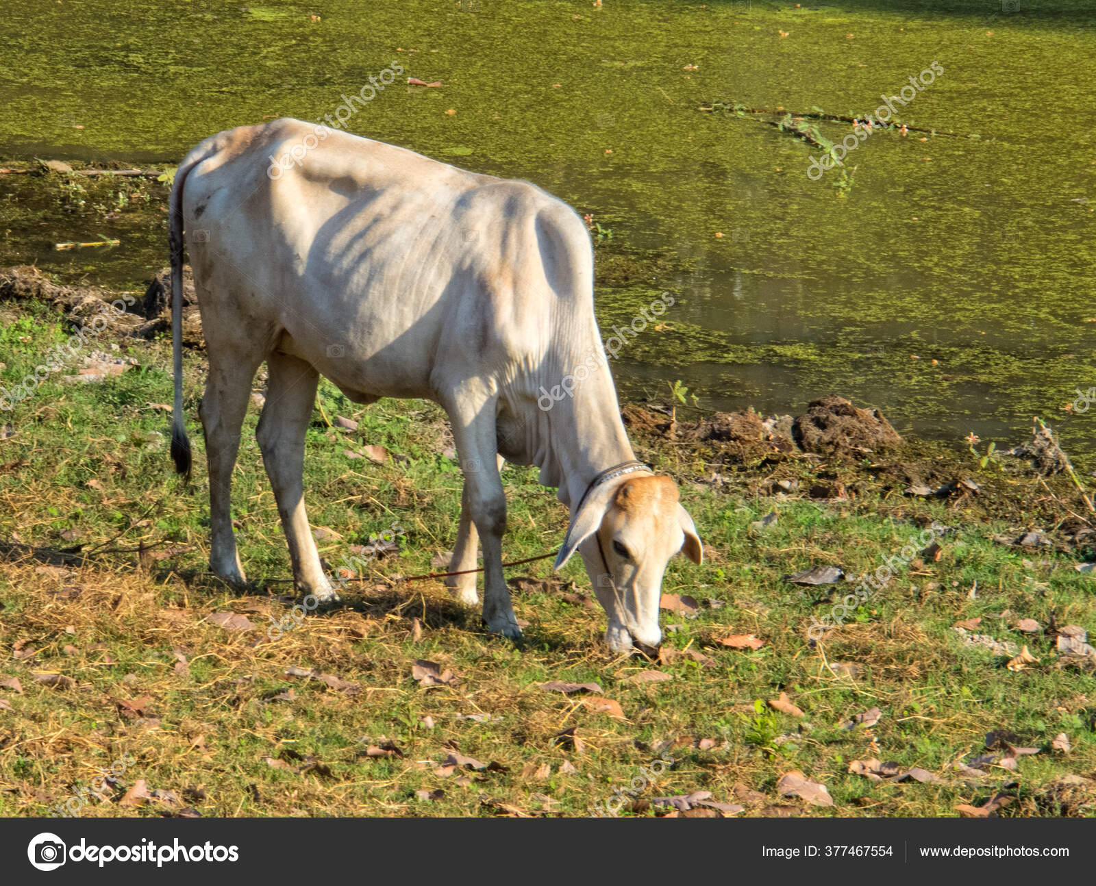 Skinny Cow Images - All About Cow Photos