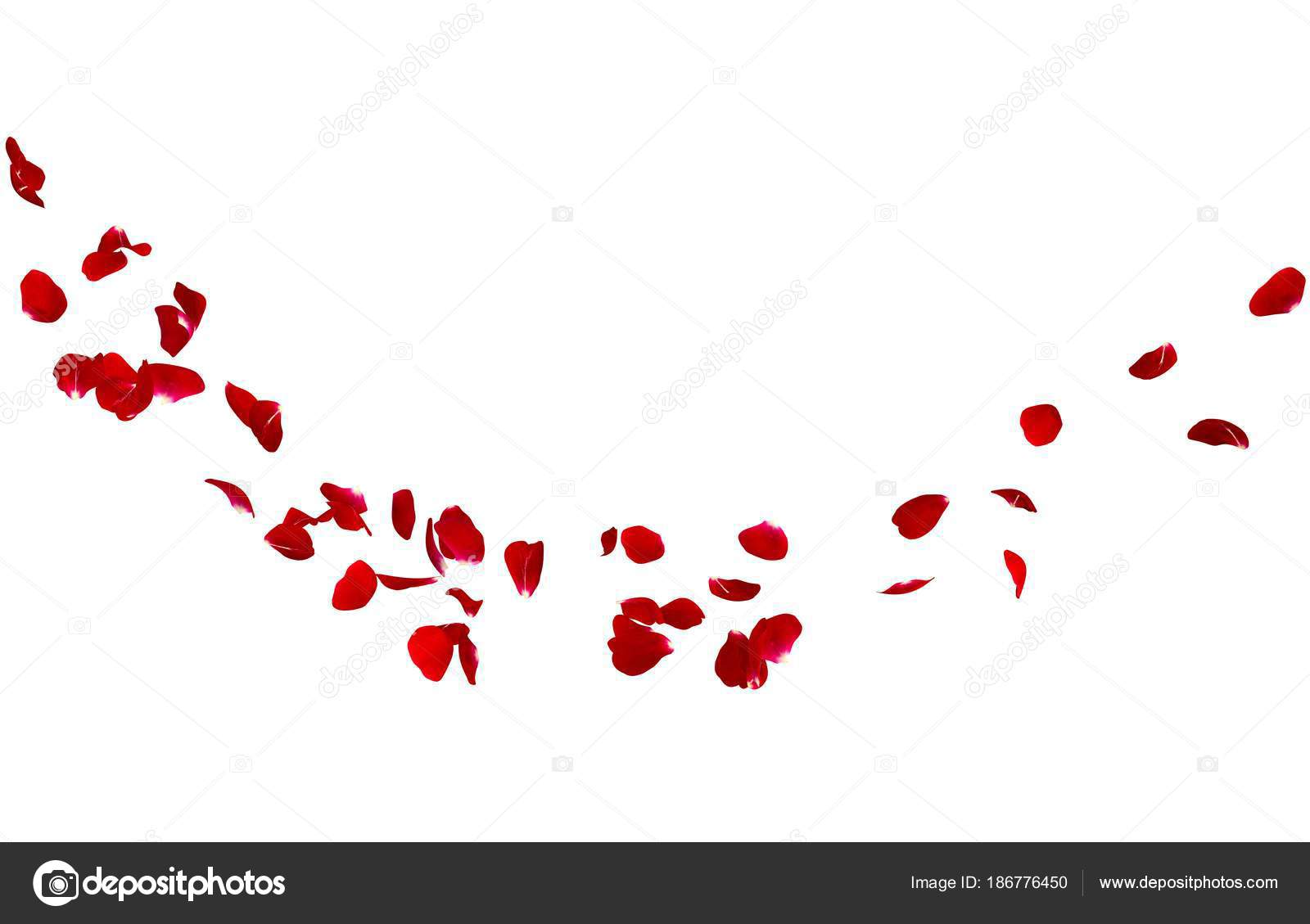Red rose petals fly in a circle. The center free space for Your photos ...