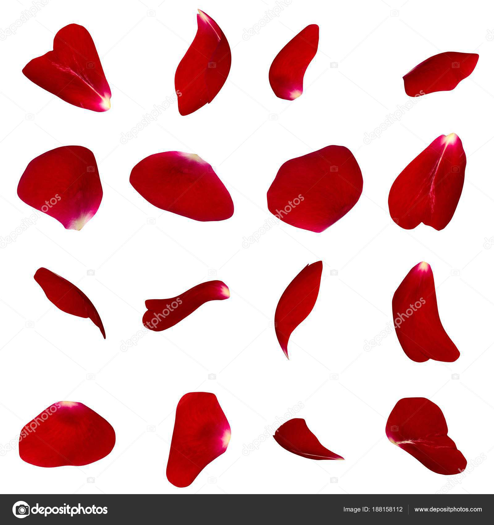 A set of red rose petals in different angles — Stock Photo © injenerker ...