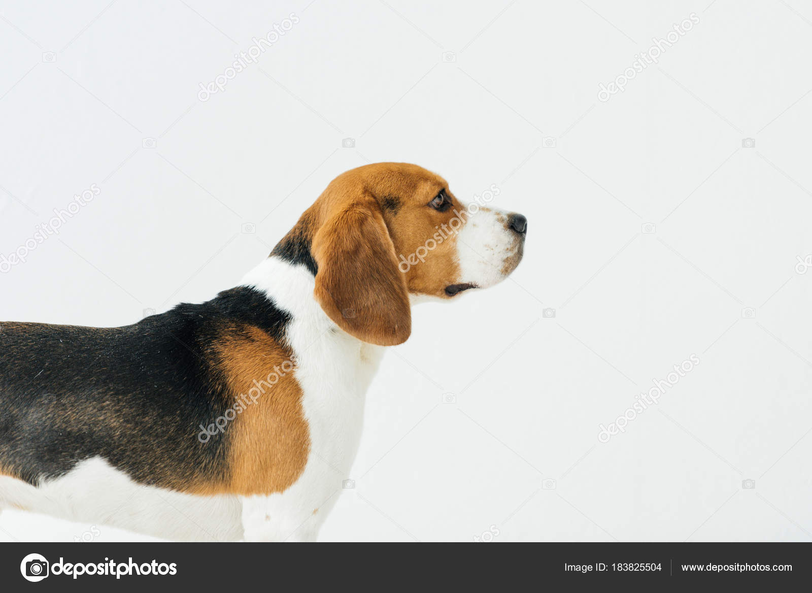 Side View Cute Beagle Isolated White Stock Photo by ©Y-Boychenko 183825504