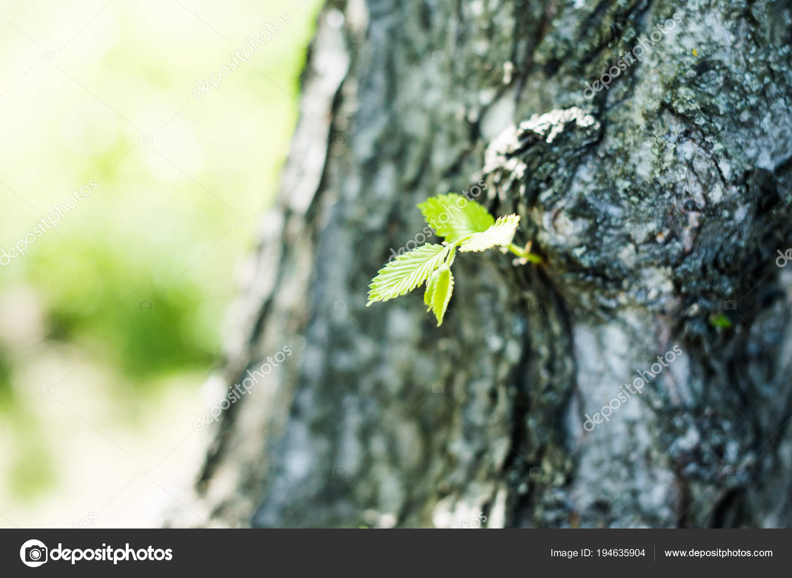 Young Green Leaves Tree Trunk — Stock Photo © Y-Boychenko #194635904