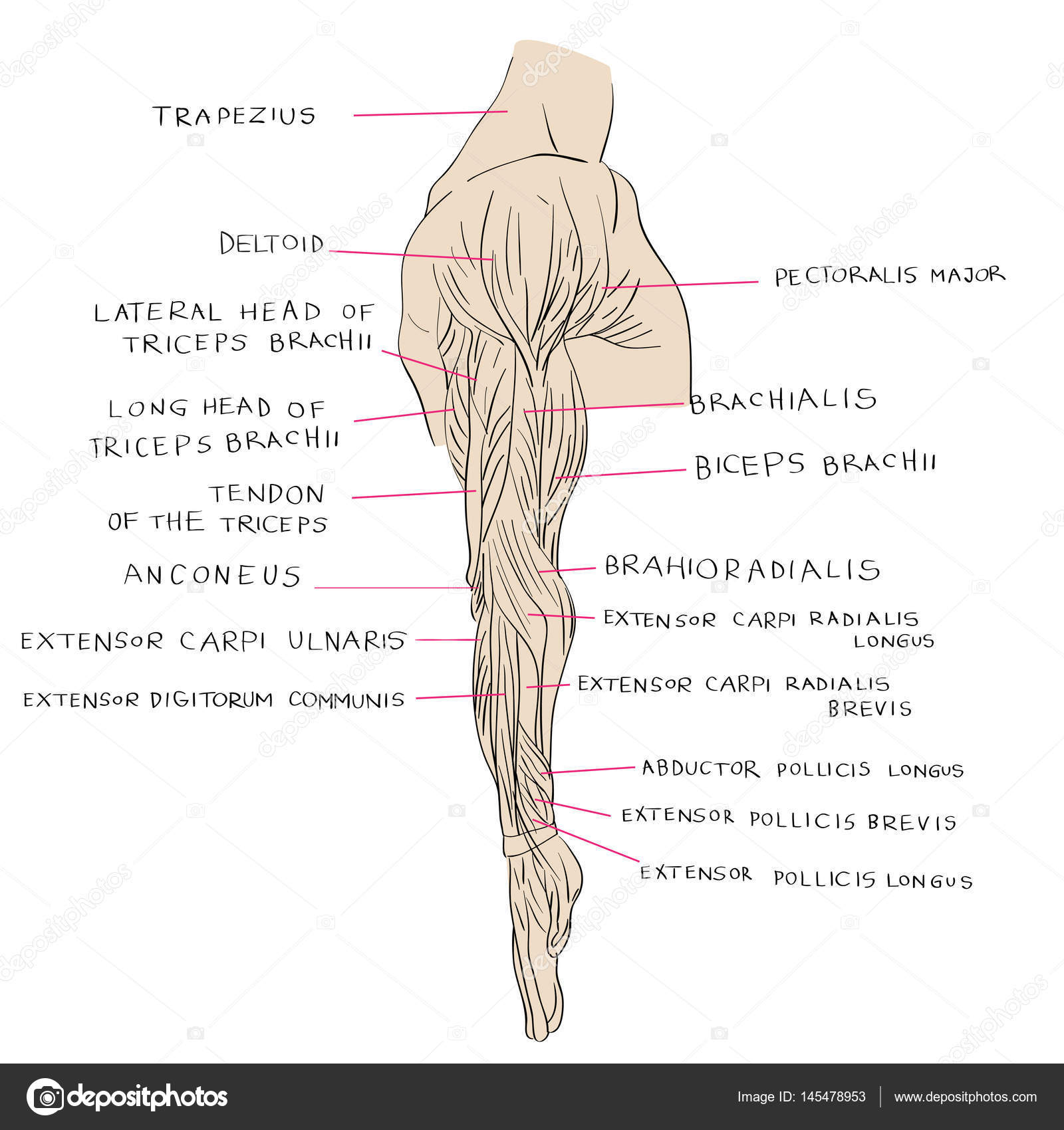 Anatomie Der Armmuskulatur