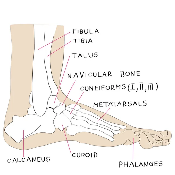 Internal lateral view foot bones color — Stock Photo © richcat #145478947