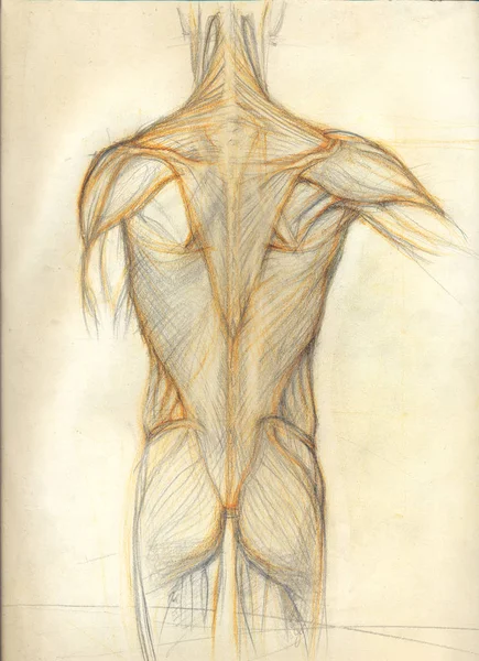 Back muscles drawing Stock Photos, Royalty Free Back muscles drawing ...
