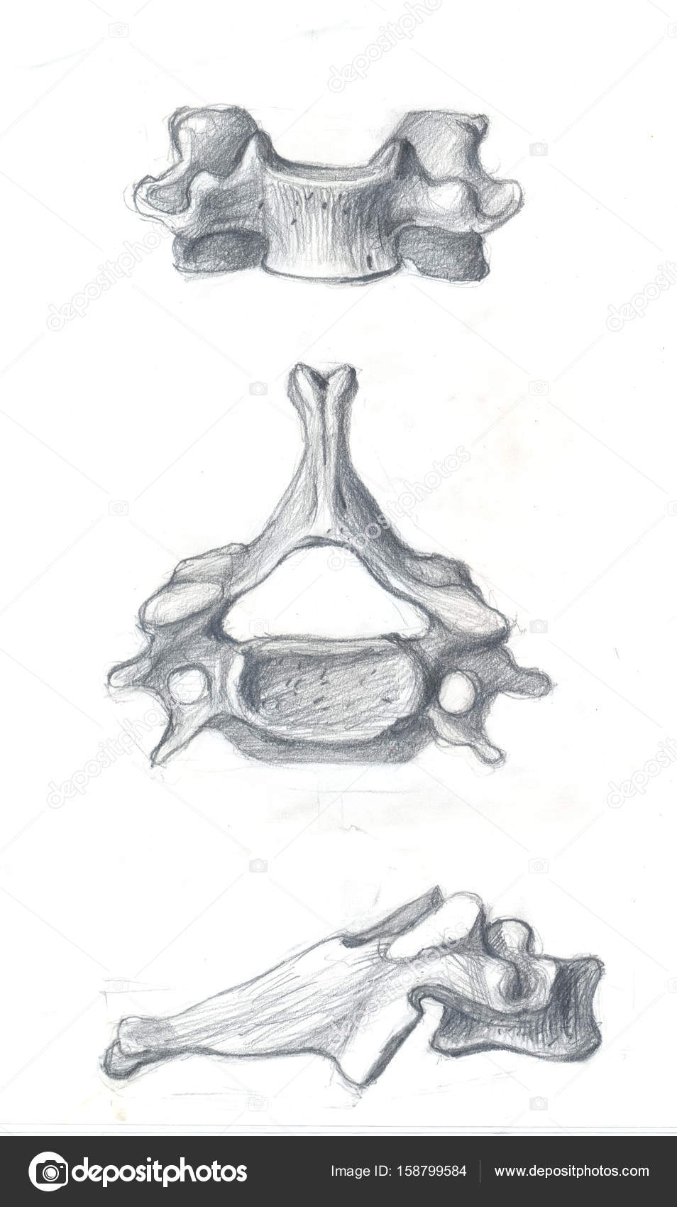 The fourth cervical vertebra Stock Photo by ©richcat 158799584