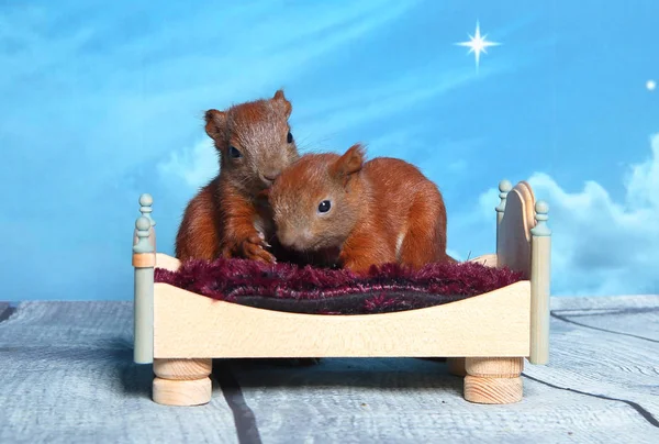 Squirrel sleeping in a bed — Stock Photo © metalmaus #162810924