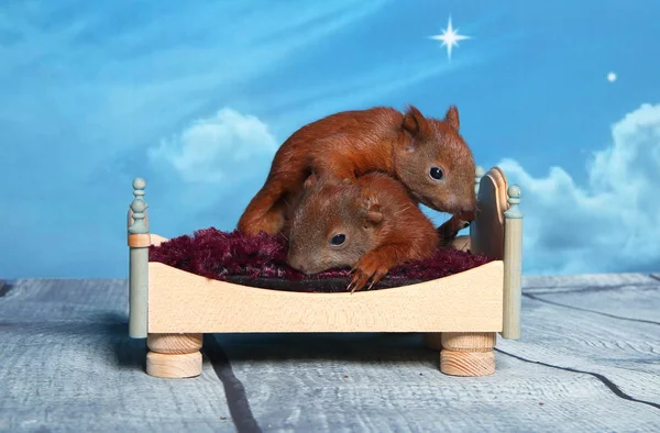 Squirrel sleeping in a bed — Stock Photo © metalmaus #162810924