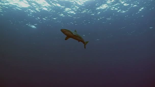 Hammerhead Shark siluet slowly swim in the blue water surface ...