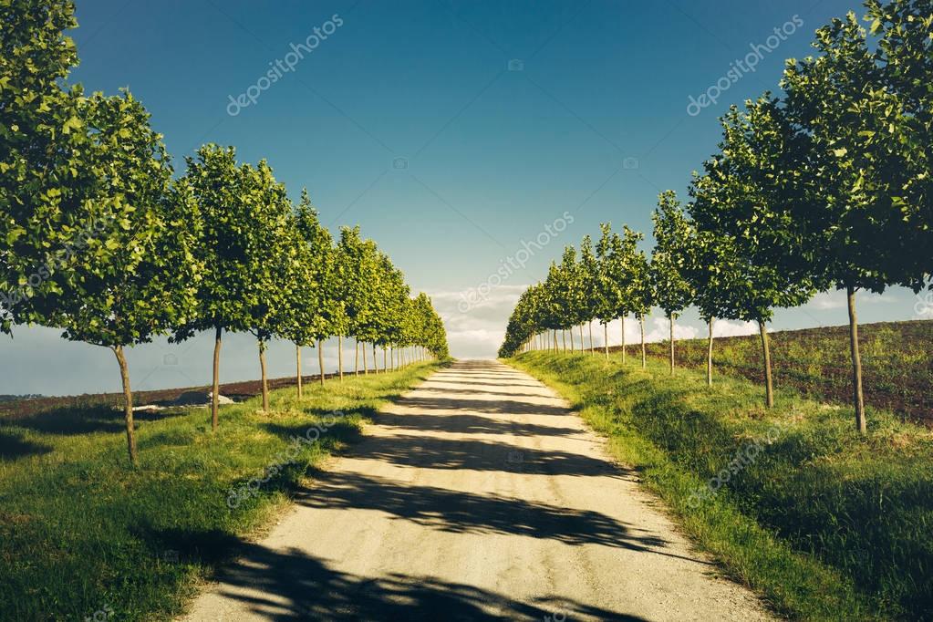 City landscape one point perspective | Direct Road With Rows Trees Left ...