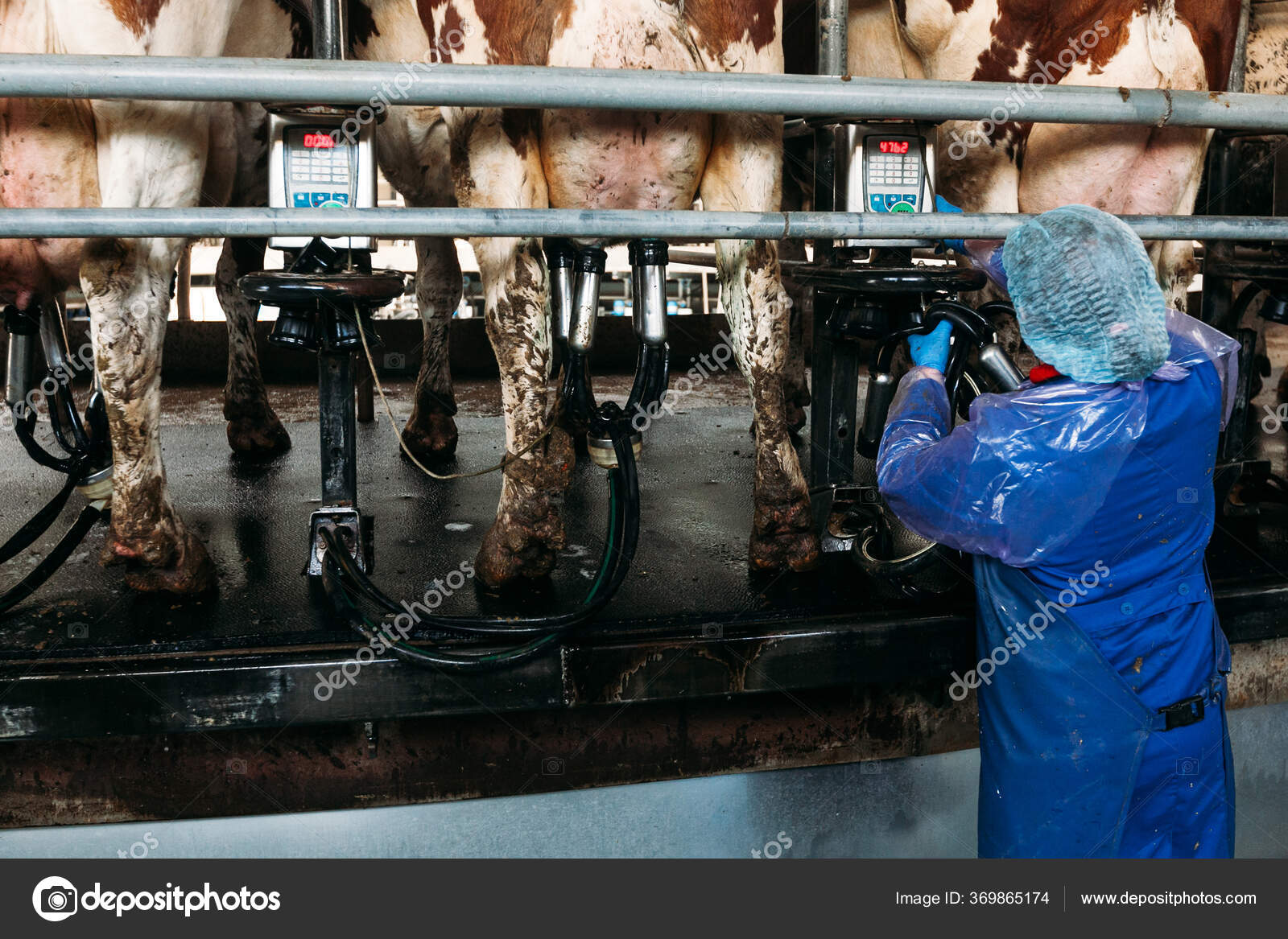 Ordeño Mecánico Automático Circular Vacas Una Granja Lechera ...