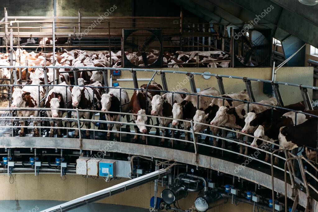 ordeño mecánico automático circular de vacas en una granja lechera ...
